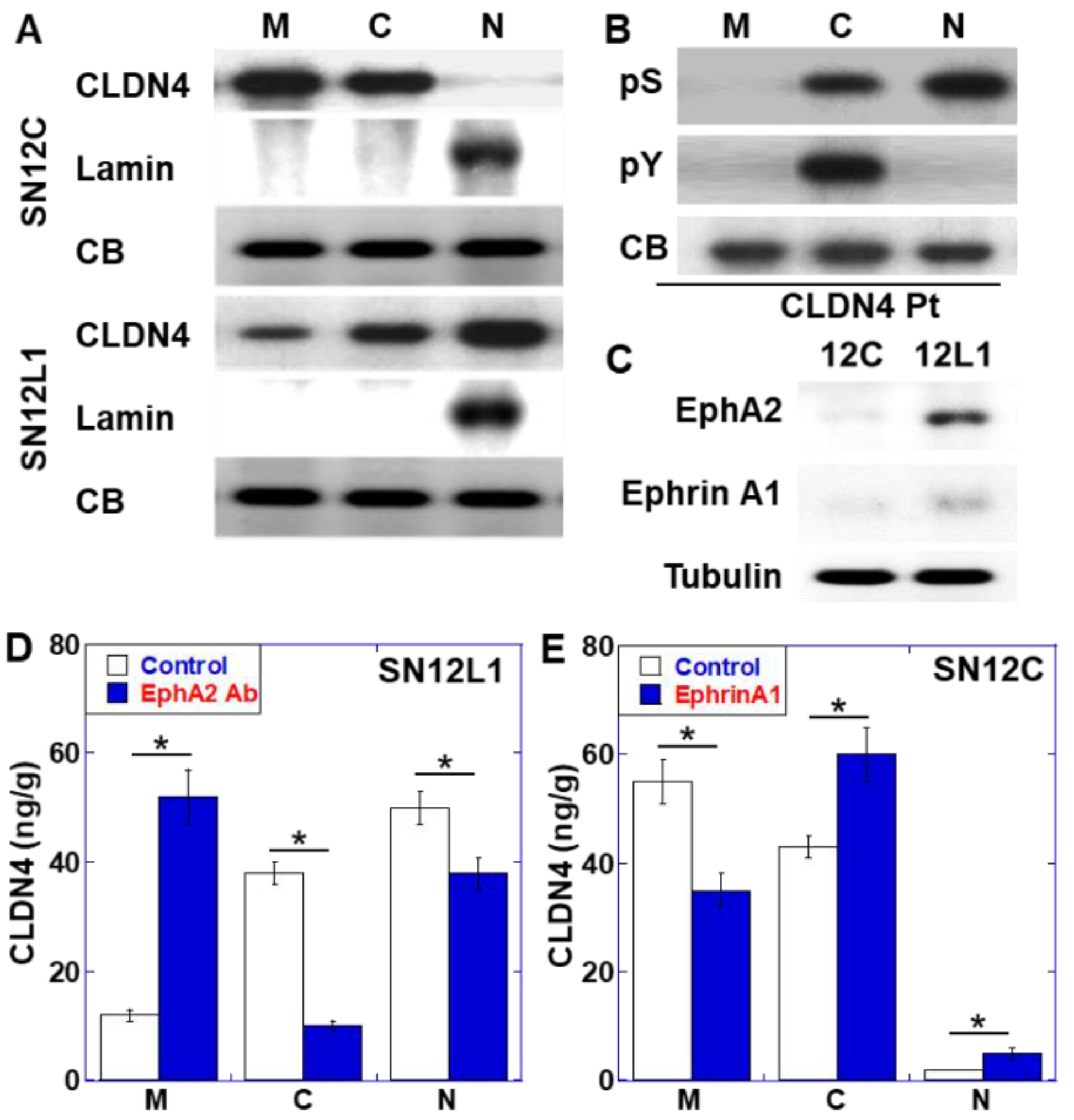 Role of Nuclear Claudin-4 in Renal Cell Carcinoma