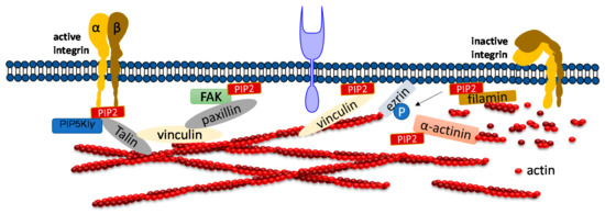 Review of PIP2 in Cellular Signaling, Functions and Diseases