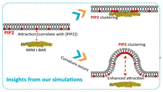 Review of PIP2 in Cellular Signaling, Functions and Diseases
