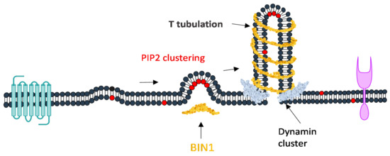 Review of PIP2 in Cellular Signaling, Functions and Diseases