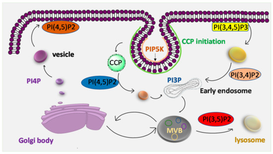 IJMS | Free Full-Text | Review of PIP2 in Cellular Signaling, Functions ...