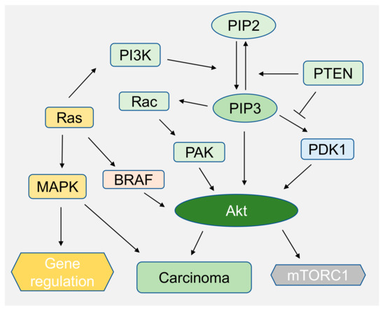 Review of PIP2 in Cellular Signaling, Functions and Diseases