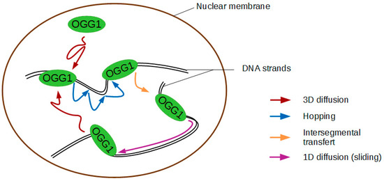 Lost in the Crowd: How Does Human 8-Oxoguanine DNA Glycosylase 1 (OGG1 ...