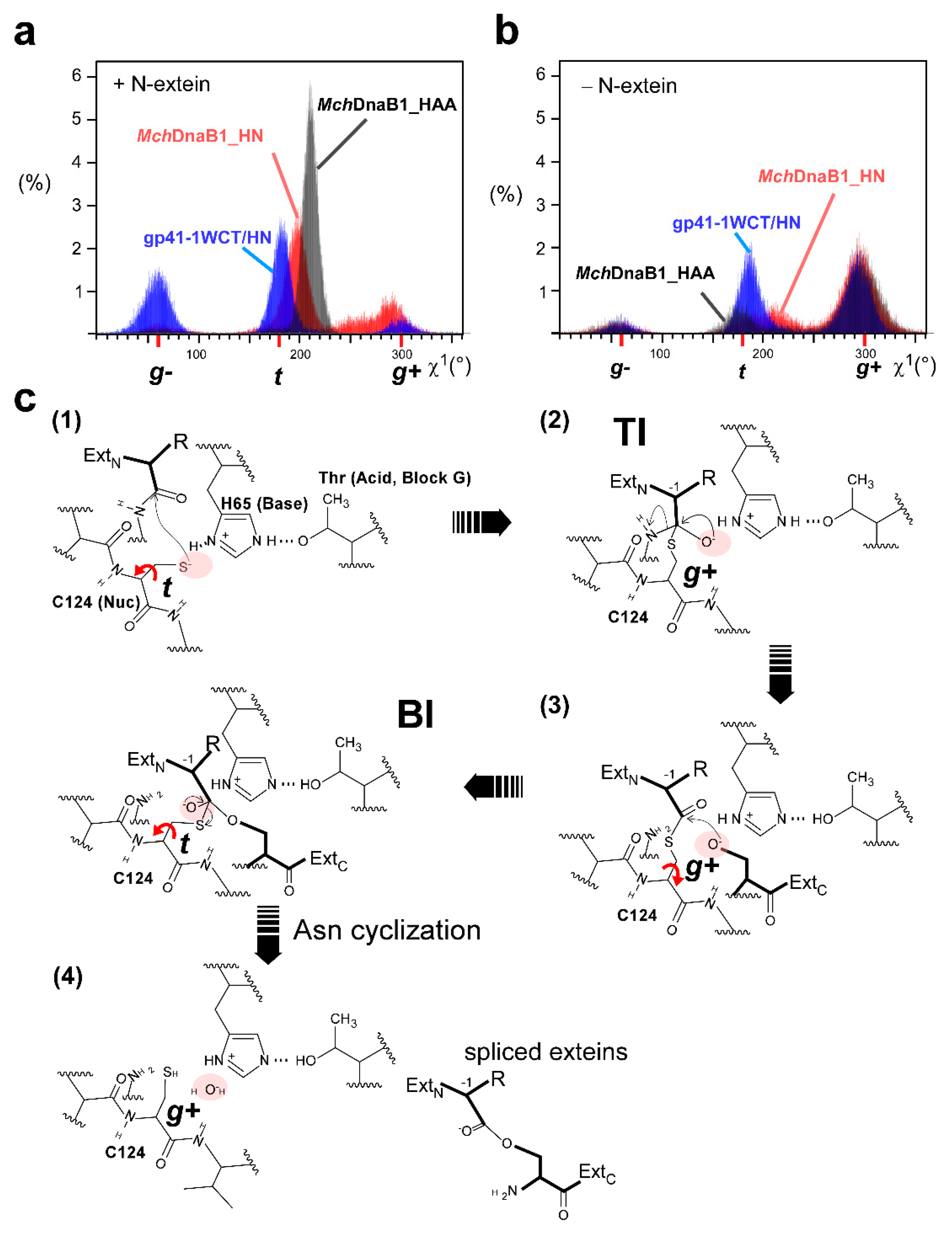 The Convergence of the Hedgehog/Intein Fold in Different Protein ...