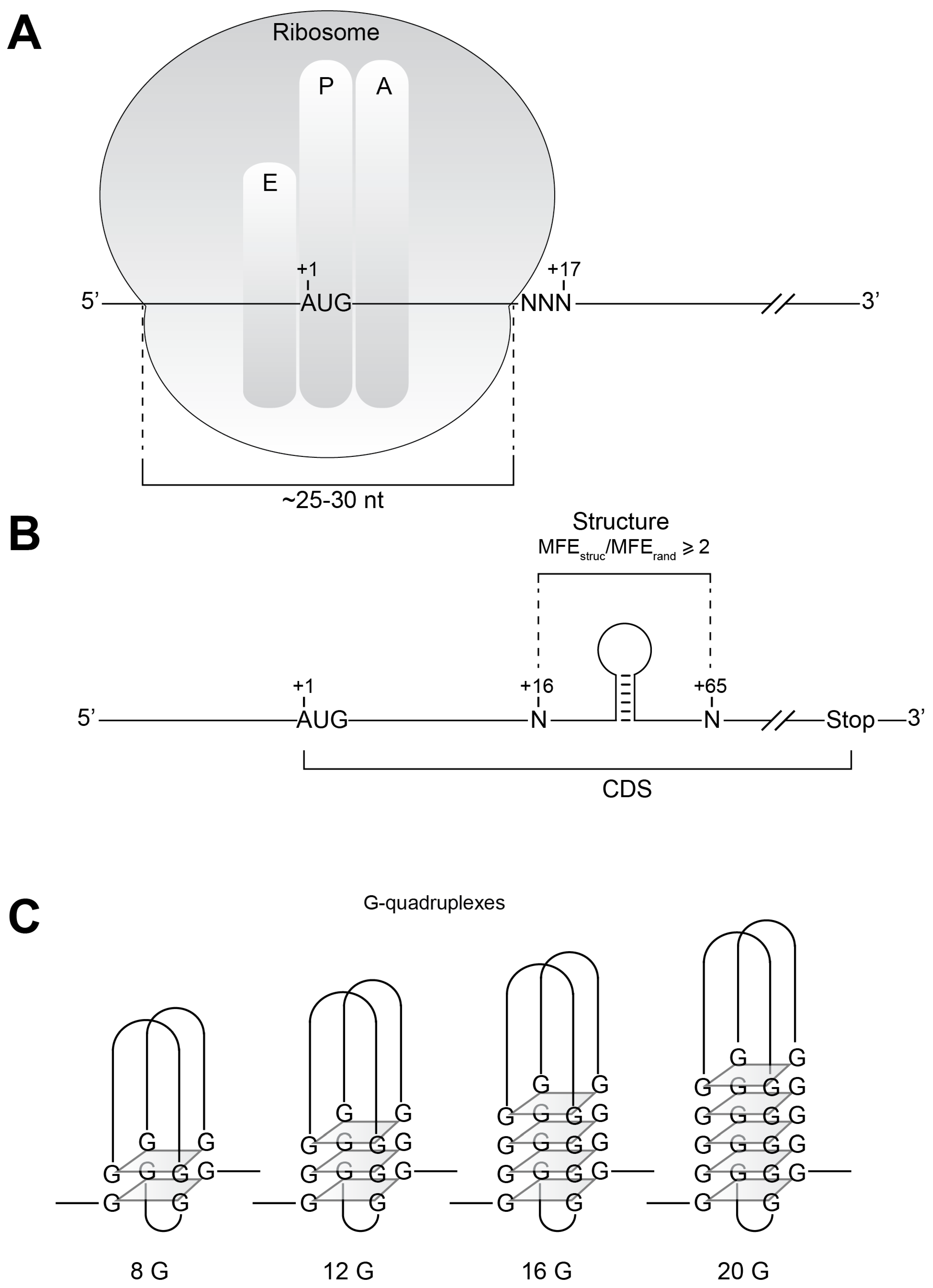 How Many Messenger RNAs Can Be Translated by the START Mechanism?