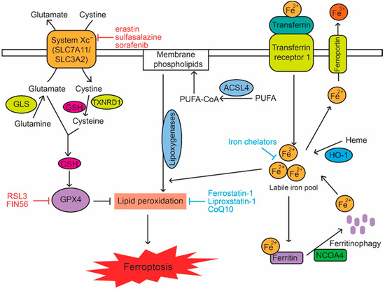 Ijms Free Full Text The Regulation Of Ferroptosis By Tumor