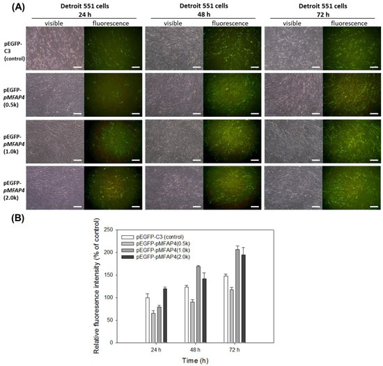 Human Microfibrillar-Associated Protein 4 (MFAP4) Gene Promoter: A TATA ...