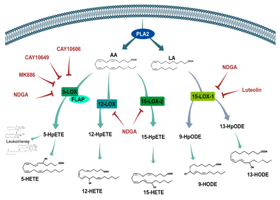 Influence of Lipoxygenase Inhibition on Glioblastoma Cell Biology