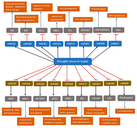 Plant Non-Coding RNAs: Origin, Biogenesis, Mode of Action and Their ...