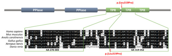 The FKBP4 Gene, Encoding a Regulator of the Androgen Receptor Signaling ...