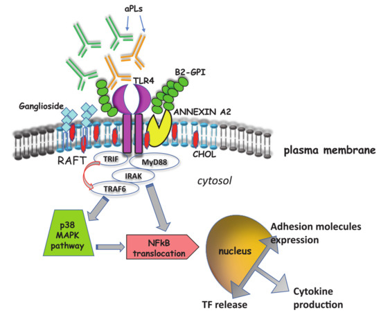 Molecular Mechanisms of “Antiphospholipid Antibodies” and Their ...