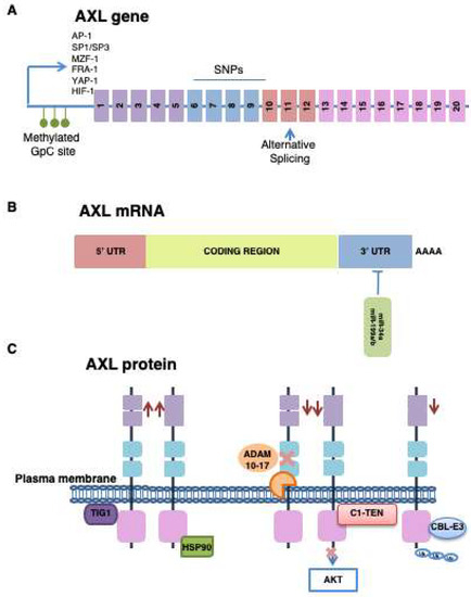 AXL Receptor in Breast Cancer: Molecular Involvement and Therapeutic ...