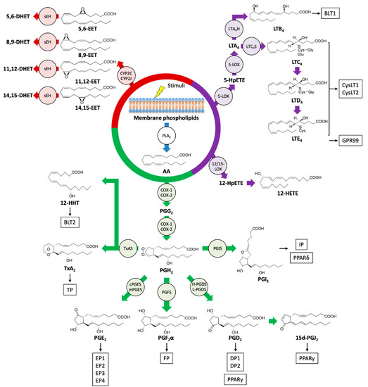 Eicosanoids in Skin Wound Healing