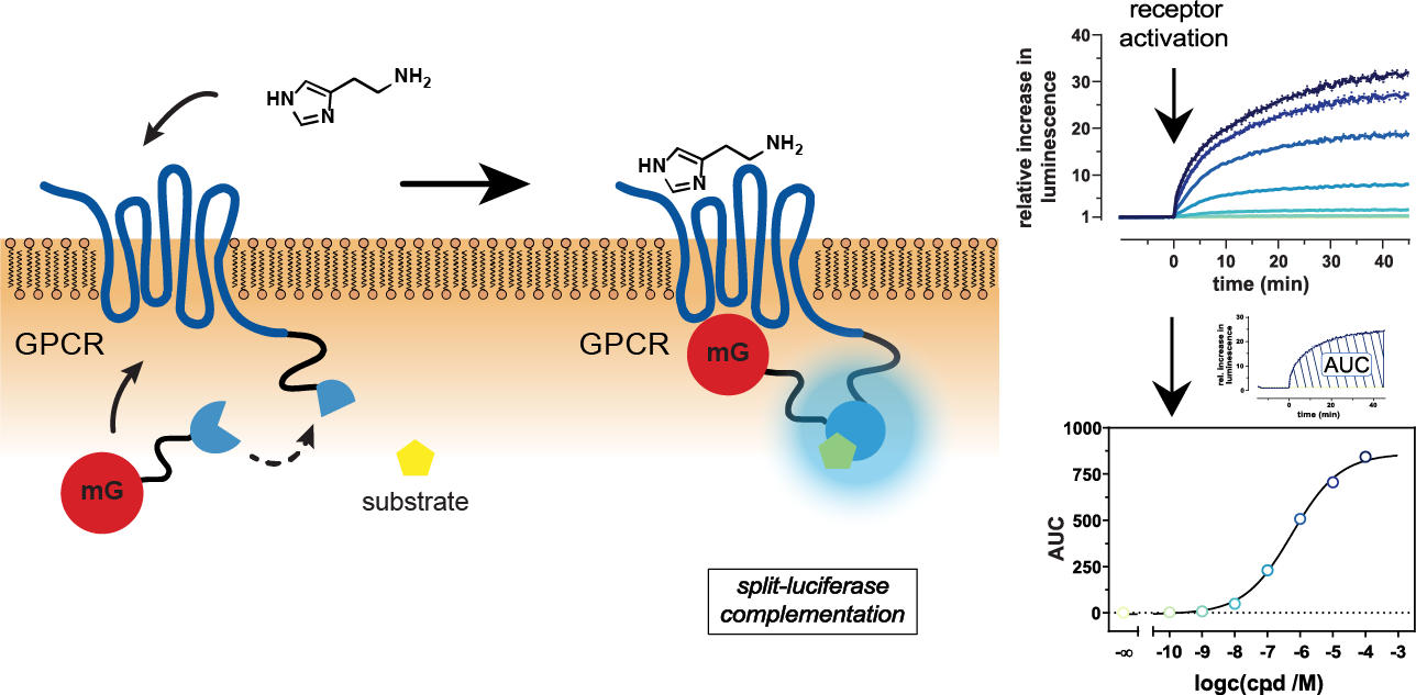 IJMS | Free Full-Text | A Dynamic, Split-Luciferase-Based Mini-G ...