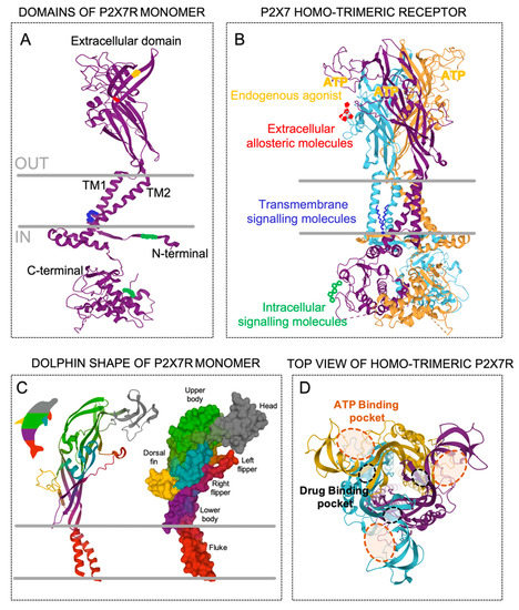 Structural and Functional Basis for Understanding the Biological ...