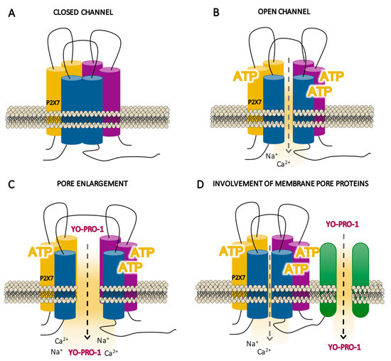 Structural and Functional Basis for Understanding the Biological ...