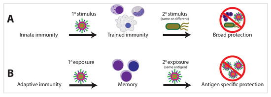 Exposome and Immunity Training: How Pathogen Exposure Order Influences Innate Immune Cell ...