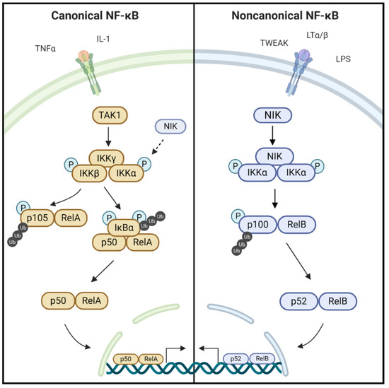 Targeting NF-κB-Inducing Kinase (NIK) in Immunity, Inflammation, and Cancer
