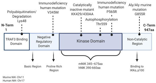 Targeting NF-κB-Inducing Kinase (NIK) in Immunity, Inflammation, and Cancer