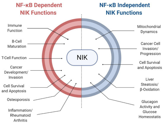 Targeting NF-κB-Inducing Kinase (NIK) in Immunity, Inflammation, and Cancer