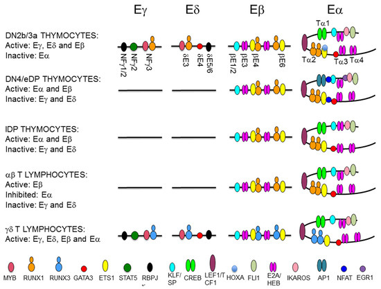 Regulation of T-cell Receptor Gene Expression by Three-Dimensional ...