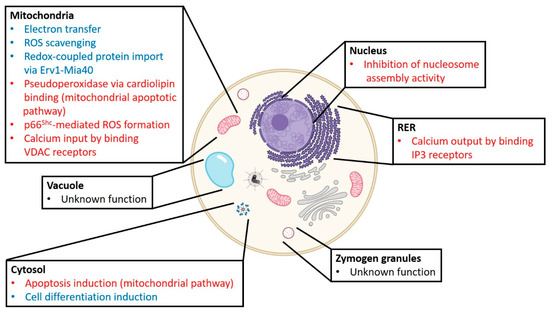 IJMS | Free Full-Text | Post-Translational Modifications of Cytochrome ...