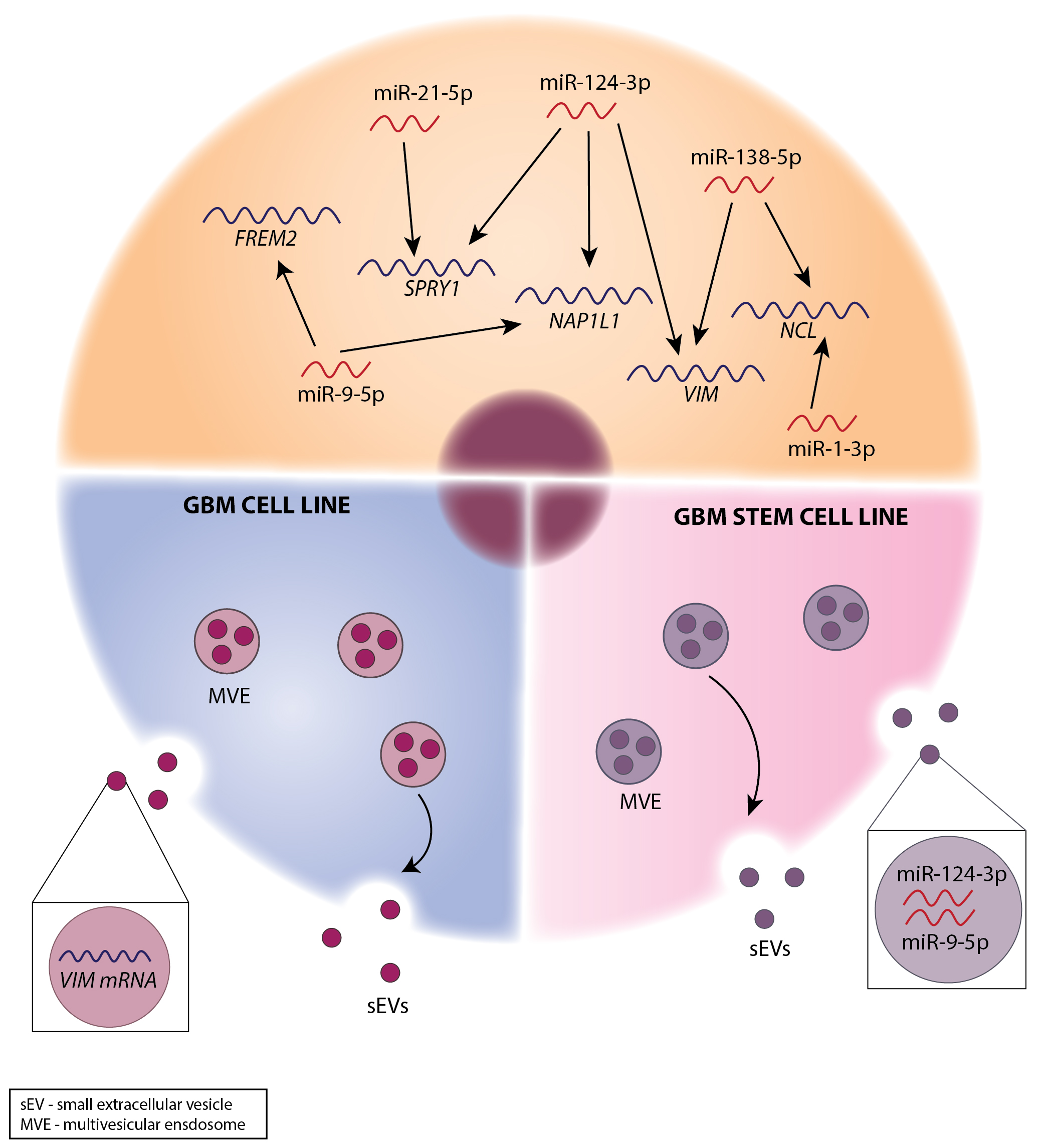 IJMS | Free Full-Text | Analysis of miR-9-5p, miR-124-3p, miR-21-5p ...