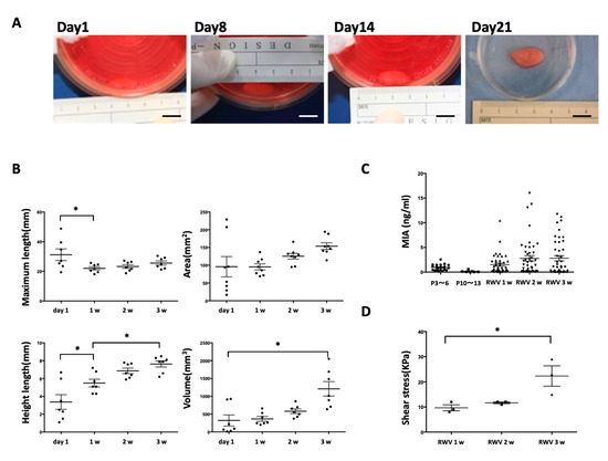 Development of a Method for Scaffold-Free Elastic Cartilage Creation