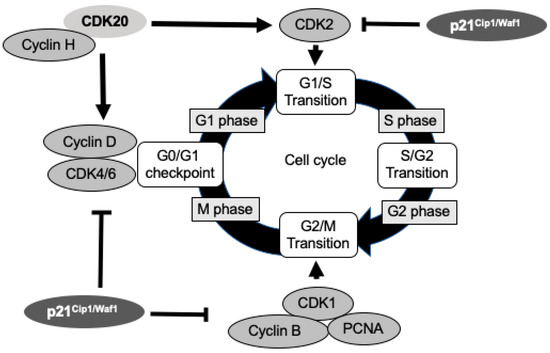 The Role of Cell Cycle Regulators in Cell Survival—Dual Functions of ...