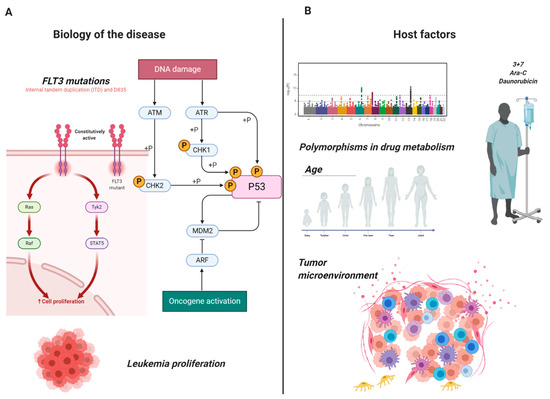 Deciphering the Therapeutic Resistance in Acute Myeloid Leukemia