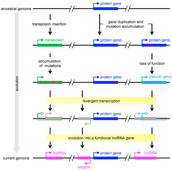Roles of Non-Coding RNAs in Response to Nitrogen Availability in Plants