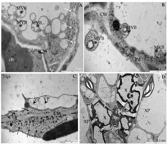 Respiratory Burst Oxidase Homologs RBOHD and RBOHF as Key Modulating ...