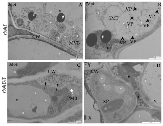 Respiratory Burst Oxidase Homologs RBOHD and RBOHF as Key Modulating ...