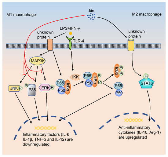 An Emerging Target in the Battle against Osteoarthritis: Macrophage Polarization