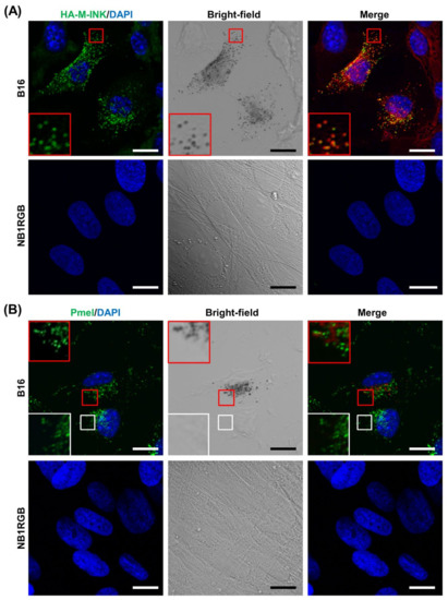 A Novel Method for Visualizing Melanosome and Melanin Distribution in ...
