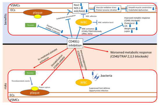 CD40/CD40L and Related Signaling Pathways in Cardiovascular Health and ...