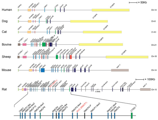 Extended Cleavage Specificity of the Rat Vascular Chymase, a Potential ...