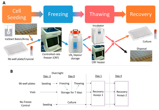 IJMS | Free Full-Text | Cryopreservation of Mesenchymal Stem Cells ...