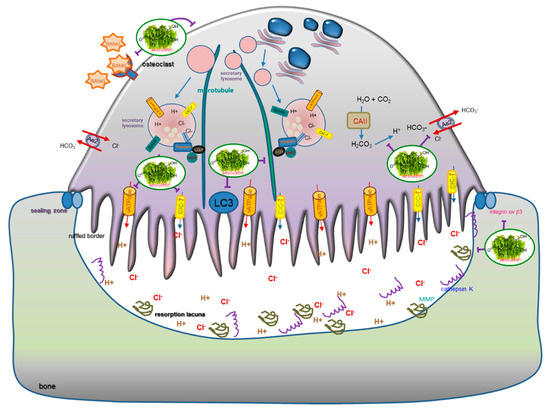 Aesculetin Inhibits Osteoclastic Bone Resorption through Blocking ...