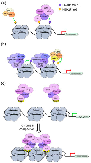 Mammalian PRC1 Complexes: Compositional Complexity and Diverse ...