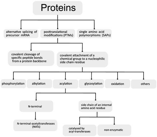 IJMS | Free Full-Text | A Molecular Perspective on Sirtuin Activity
