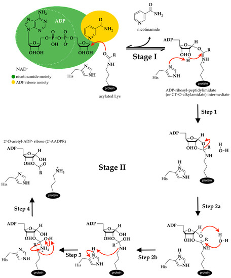 A Molecular Perspective on Sirtuin Activity