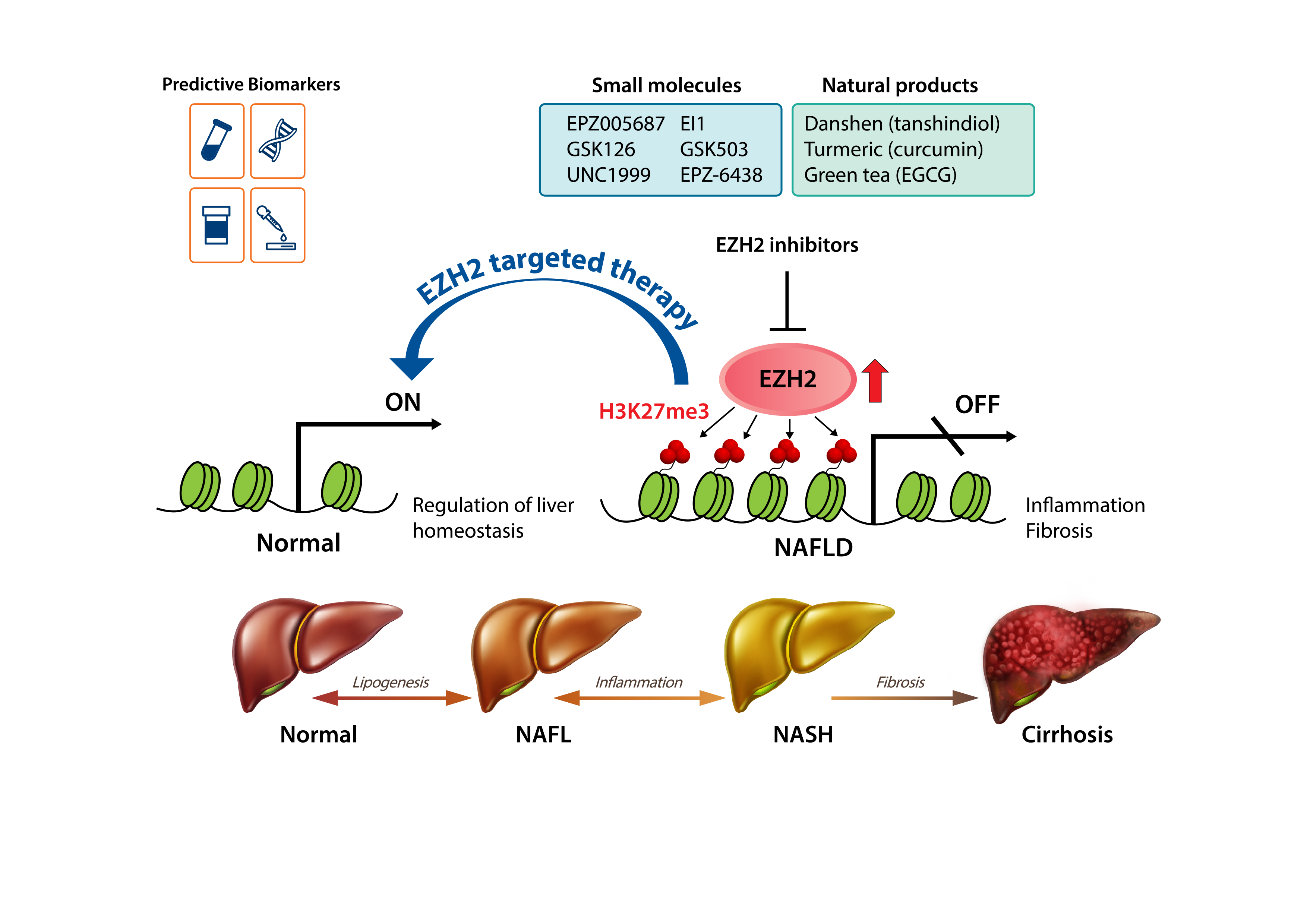 IJMS | Free Full-Text | EZH2 as a Potential Target for NAFLD Therapy