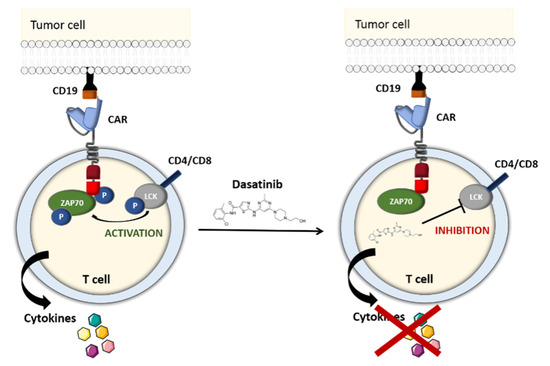Engineering Next-Generation CAR-T Cells for Better Toxicity Management