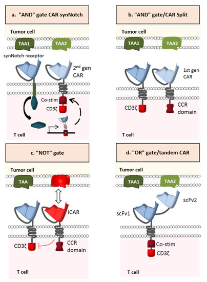 Engineering Next-Generation CAR-T Cells for Better Toxicity Management