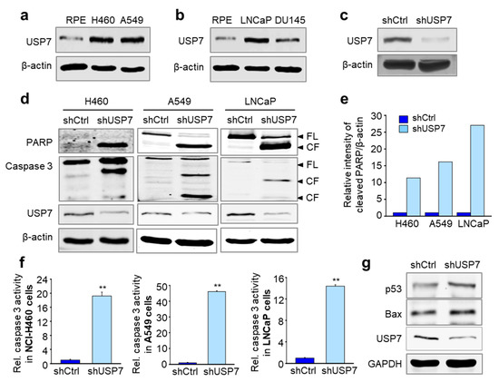Combination of Inhibitors of USP7 and PLK1 has a Strong Synergism ...