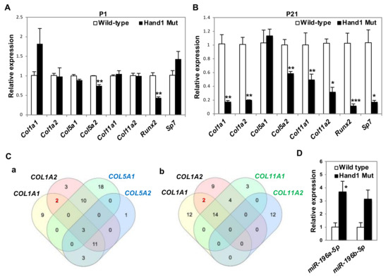 The Transcription Factor HAND1 Is Involved in Cortical Bone Mass ...