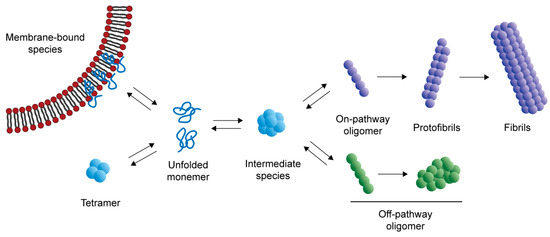 The Role of α-Synuclein Oligomers in Parkinson’s Disease