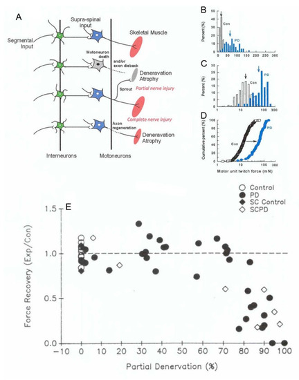 Peripheral Nerve Regeneration and Muscle Reinnervation