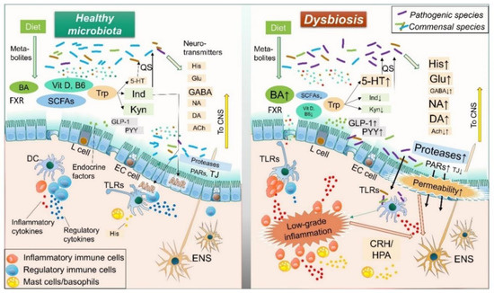 Molecular Mechanisms of Microbiota-Mediated Pathology in Irritable Bowel Syndrome